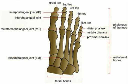 Help Troubleshoot Foot Pain